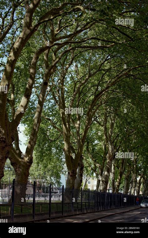 Row Of Large Trees Overhanging A Street Alongside A Black Railing Stock Photo Alamy