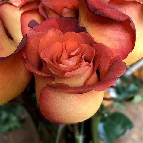 Terracotta Roses For Sale Buy Rusty Brown Roses Flower Explosion