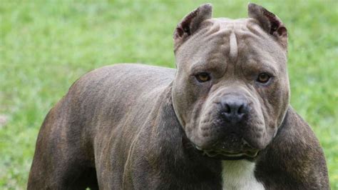 Épinglé Sur Pit Bull Terrier