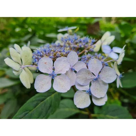 Bluebell Arboretum And Nursery Specialists In Trees And Shrubs