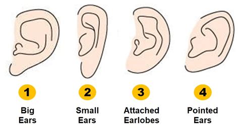 Personality Test Your Ear Shape Reveals Your Hidden Personality Traits