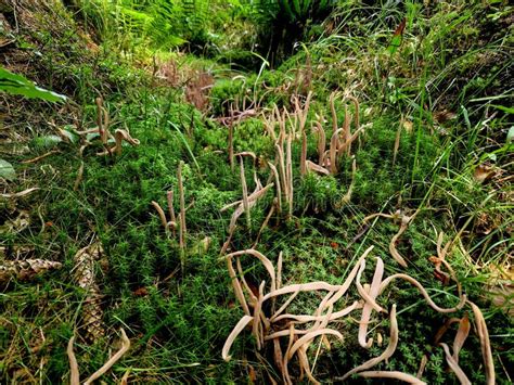 Commonly Known As Fairy Fingers White Worm Coral Or White Spindles