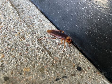 American Cockroach From Utsa Blvd San Antonio Tx Us On September 20 2023 At 0935 Am By