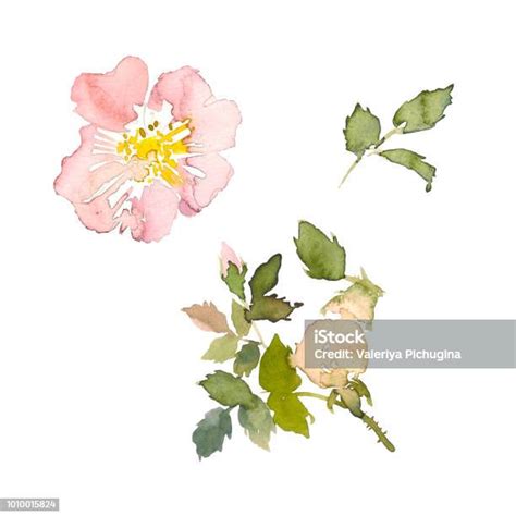 핑크 장미와 흰색 바탕에 녹색 잎의 수채화 요소입니다 수채화 로맨틱 정원의 꽃 스케치 카드 메시지 여름 템플릿입니다 드로잉에 대한 스톡 벡터 아트 및 기타 이미지 Istock