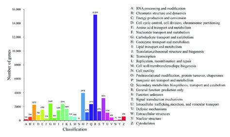 Kog Functional Classification Of Assembly Of Unigenes In P Koraiensis Download Scientific