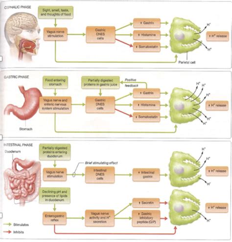 Gi Physiology Flashcards Quizlet