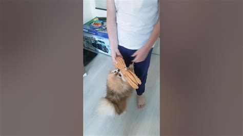 домашние животные🐕🐟 Youtube