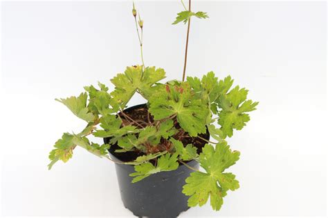Geranium Phaeum Herbaceousperennial Hedge Xpress