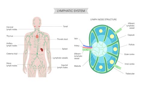 Premium Vector Lymph Node Anatomy