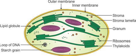 How To Draw Chloroplast Labelled Diagram Of Photosynthesis Light