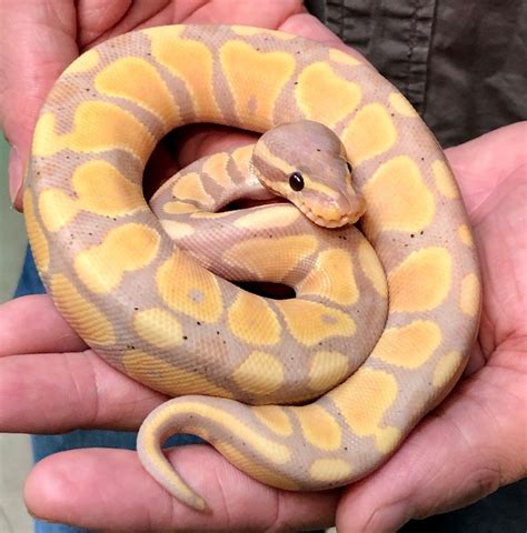 Beautiful Male Banana Ball Python At Reptile Rapture
