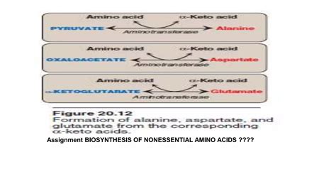 Glucogenic And Ketogenic Amino Acids Lec 20 Pptx