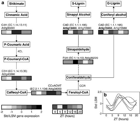 Microarray Analysis Reveals Coordinated Diurnal Variation Of Gene