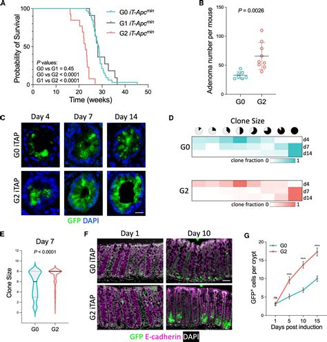 Telomere Dysfunction Alters Intestinal Stem Cell Dynamics To Promote Cancer Developmental Cell