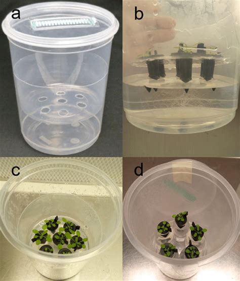 Hydroponic System Setup A The Assembly Of The Insert And Eco2boxe