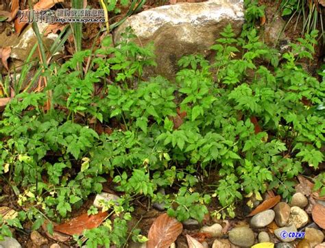 06cbfefbb07e5d1e55d78b4fbd33cbeel