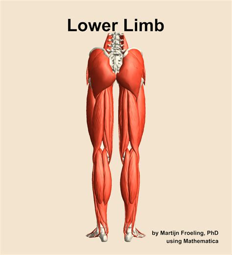 Muscles Of Lower Limb Solved Activity 5 Mastering The Muscles Of The