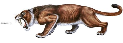 Saber Tooth Tiger Wallpaper Wallpapersafari
