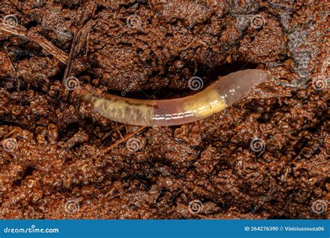 Oligochaeta A Subclass Of Animals In The Phylum Annelida Which Is Made