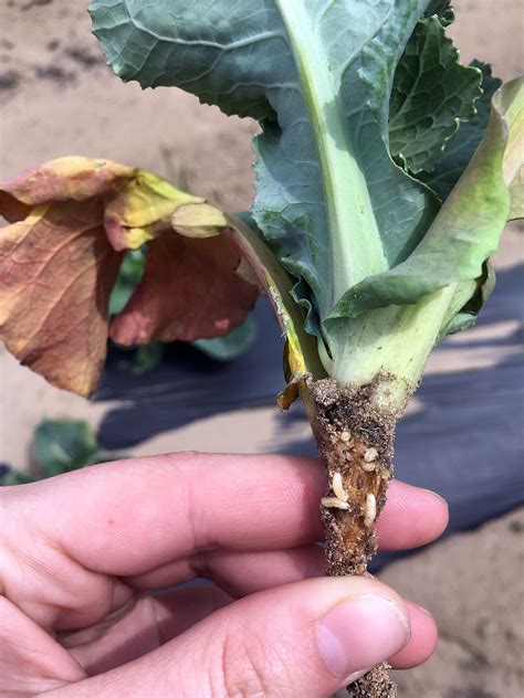 How A Heatwave Affects Garden Pests Umn Extension