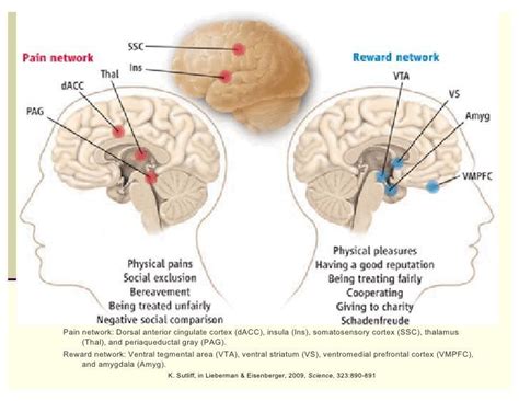 The Ventromedial Prefrontal Cortex Is Comprised Of The Medial