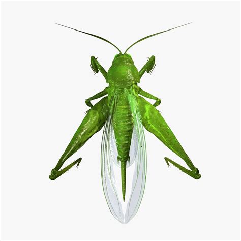 Grasshopper 3d Model Ad Grasshoppermodel Grasshopper 3d Uvs