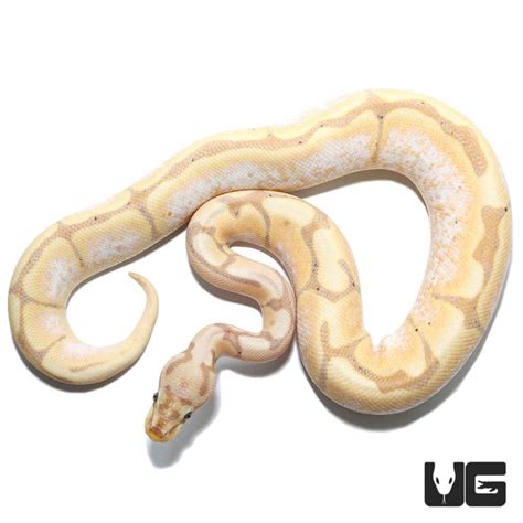 Banana Enchi Spider Yellowbelly Pos Orange Dream Het Pied Hypo Ball Python Python Regius For