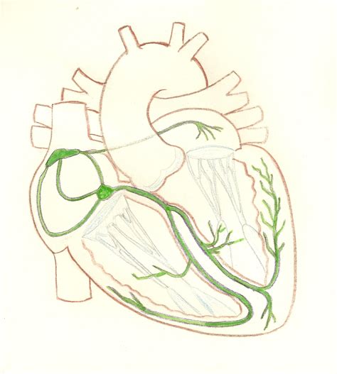Conduction System Illustration Ecg Guru Instructor Resources