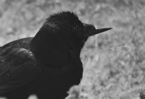 Crow Disease