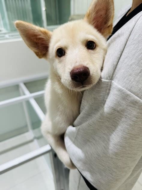 허스키믹스막내 강아지책임분양 강아지분양 고양이분양 컴투펫 시츄 셔틀랜드쉽독 말티푸 미니핀 치와와 요크셔테리어 포메라니안 말티즈 분양