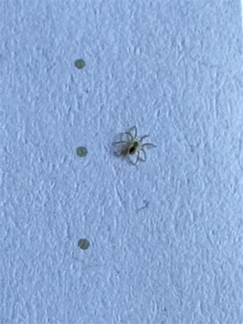 What Spiderbug Are These Rwhatsthisbug