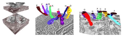 Vcg Harvard Scalable And Interactive Segmentation And Visualization