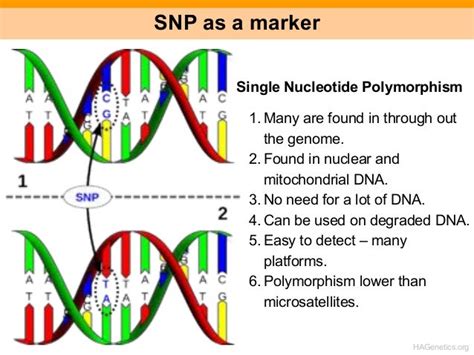 The Human Genome Project Part Iii