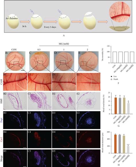 The Chick Embryo Chorioallantoic Membrane Cam Assay Was Designed To Download Scientific