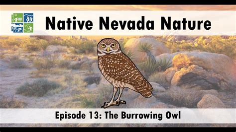 Native Nevada Nature 13 The Burrowing Owl Youtube