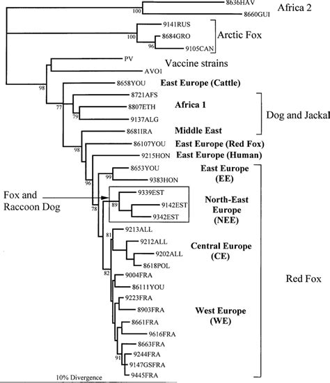 Maximum Likelihood Phylogenetic Trees Showing The Relationships Among