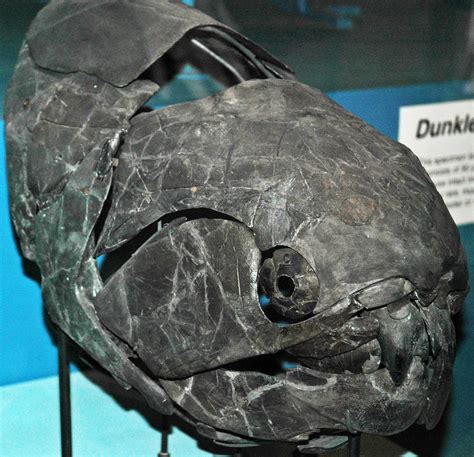 Ohioan Placoderms Questions And Answers The Fossil Forum