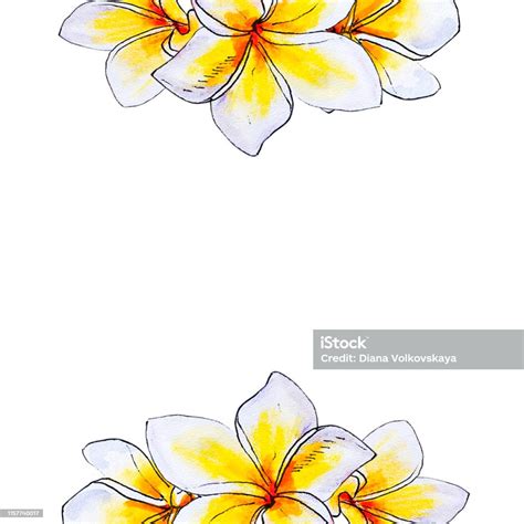 흰색 깃털 꽃에서 아름 다운 테두리 프레임입니다 Frangipani 수채화 그림입니다 0명에 대한 스톡 벡터 아트 및 기타 이미지 0명 개체 그룹 공휴일 Istock