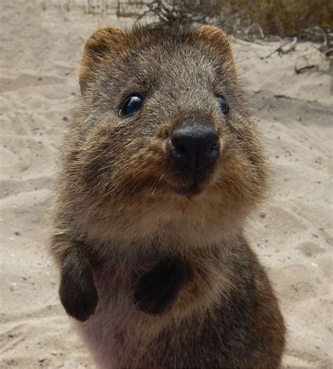 Quokka Wallpapers Wallpaper Cave