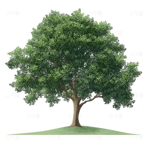 大树ai数字艺术 Tree简约风大树插画绿色树冠茂密自然场景 Ai平面元素免费下载 Png格式 2048像素 编号71431950 千图网