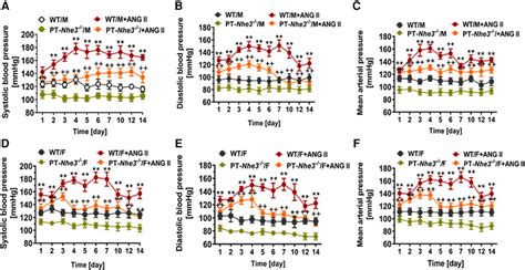 Sex Differences In Basal Systolic Diastolic And Mean Arterial Blood Download Scientific