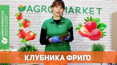 КЛУБНИКА купить саженцы клубники почтой в Киеве Одессе и Украине Agro Market