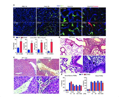 G184s Neutrophils Fragment And Aggregate In Liver Sinusoids Following
