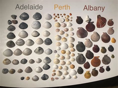 Seashells Of Different Cities Scrolller