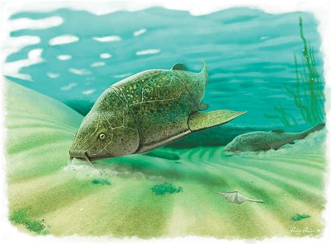 Did Really Dunkleosteus And Other Placoderms Had Their Shield Bones