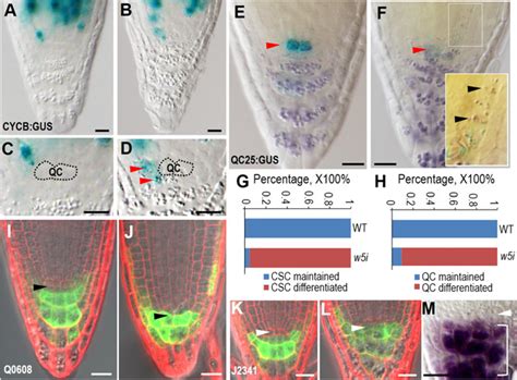 Disruption Of Symplastic Signaling In Qc Causes Cell Differentiation In
