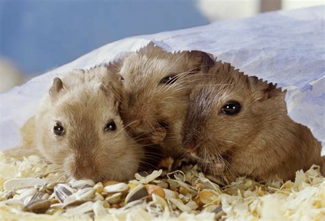 Premium Photo Gerbils