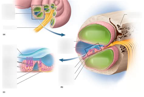 Lab 17 Cochlear Cross Section Diagram Quizlet