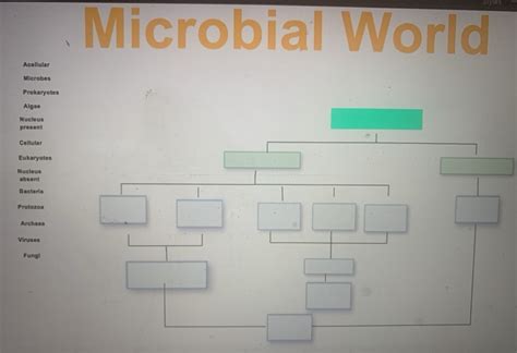 Solved Build Microbial World Concept Map Please Follow Chegg Com