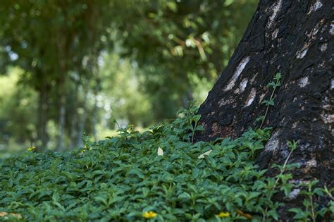 Tree Moss Leaves Free Photo On Pixabay Pixabay